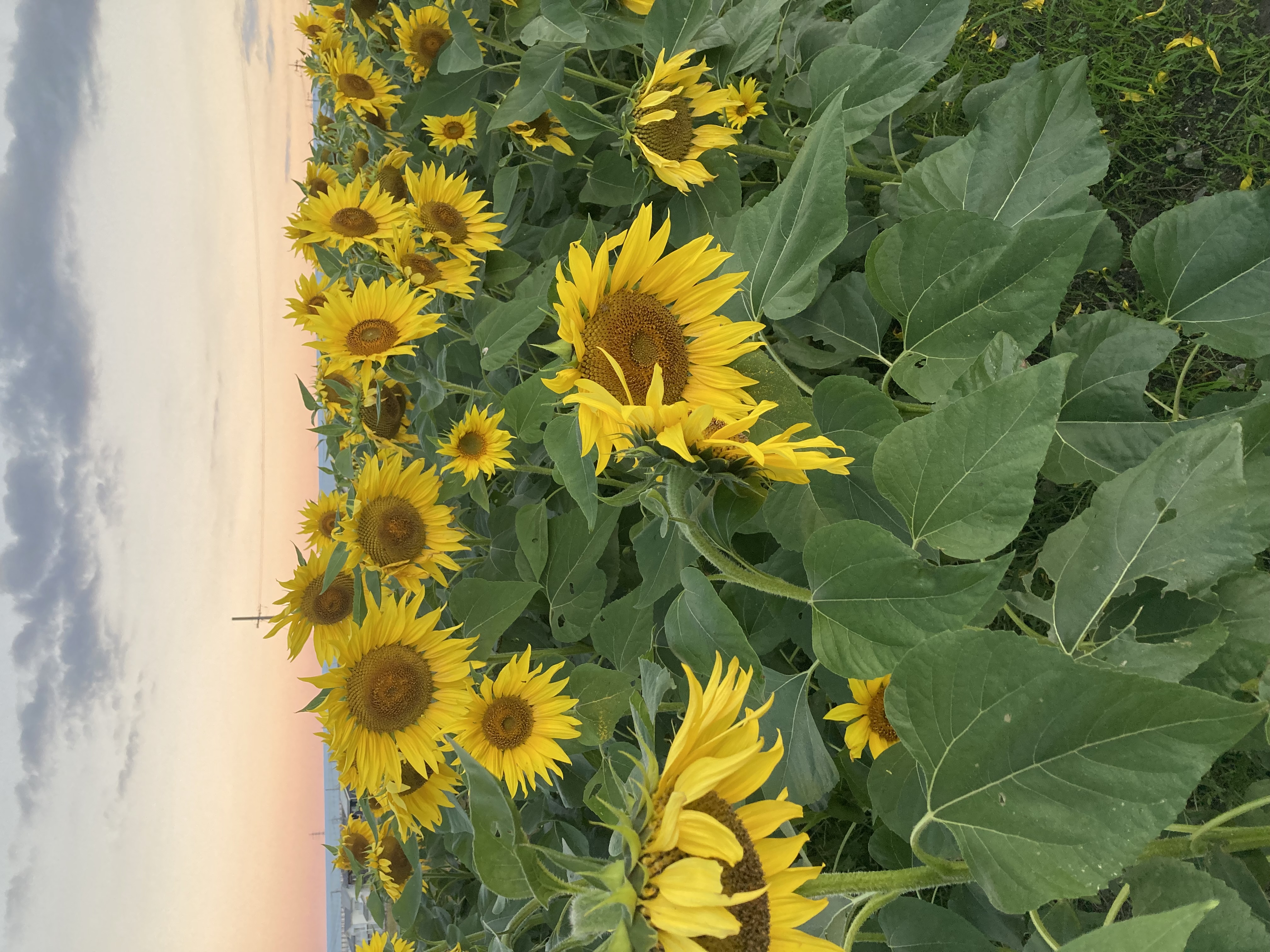 巳年から午年へ - 加藤たかし（カトウタカシ） ｜ 選挙ドットコム
