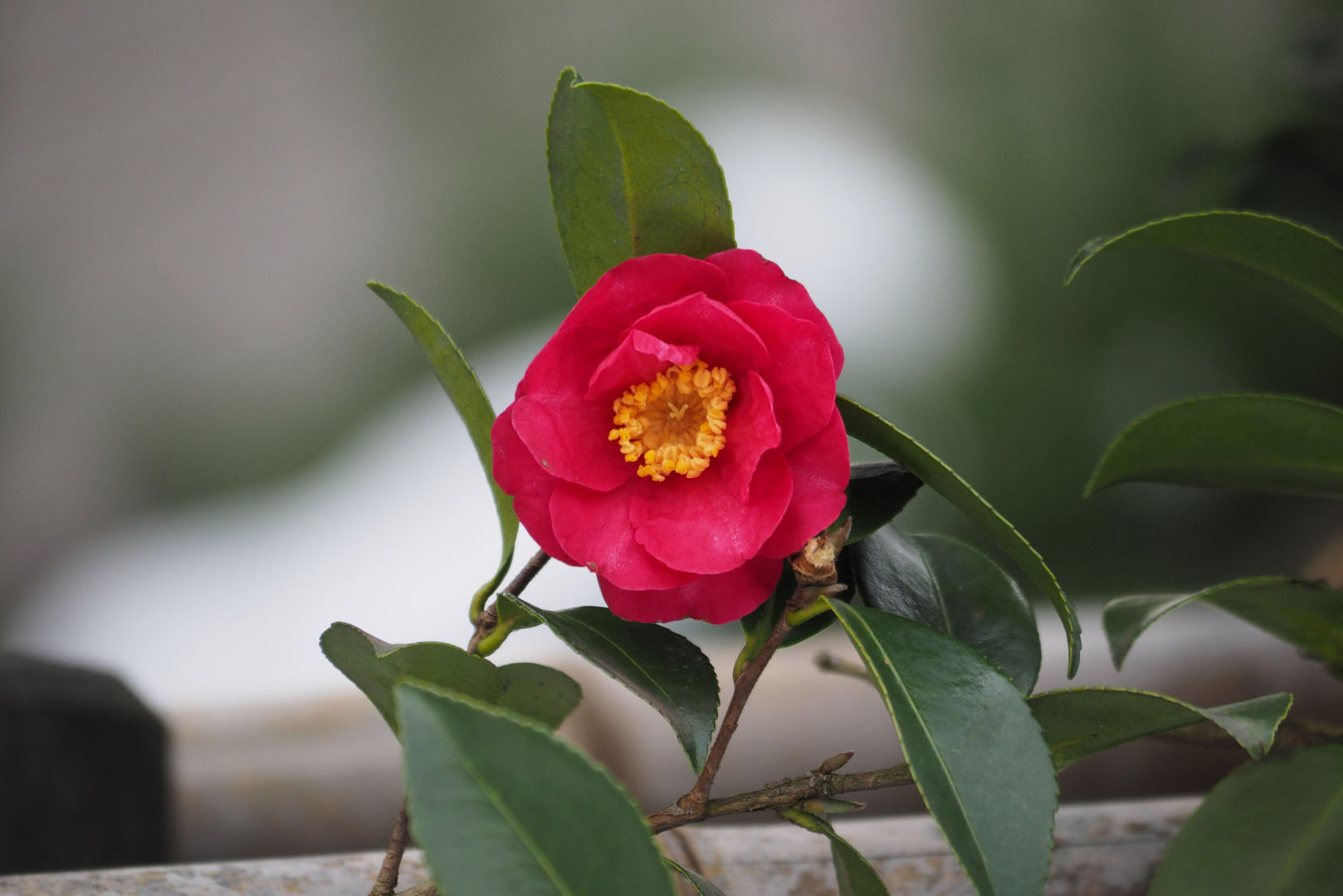 【松山イベント情報】つばきフォトコンテスト2026開催｜松山市の花「つばき」写真作品を募集 - 太田ゆきのぶ（オオタユキノブ） ｜ 選挙ドットコム