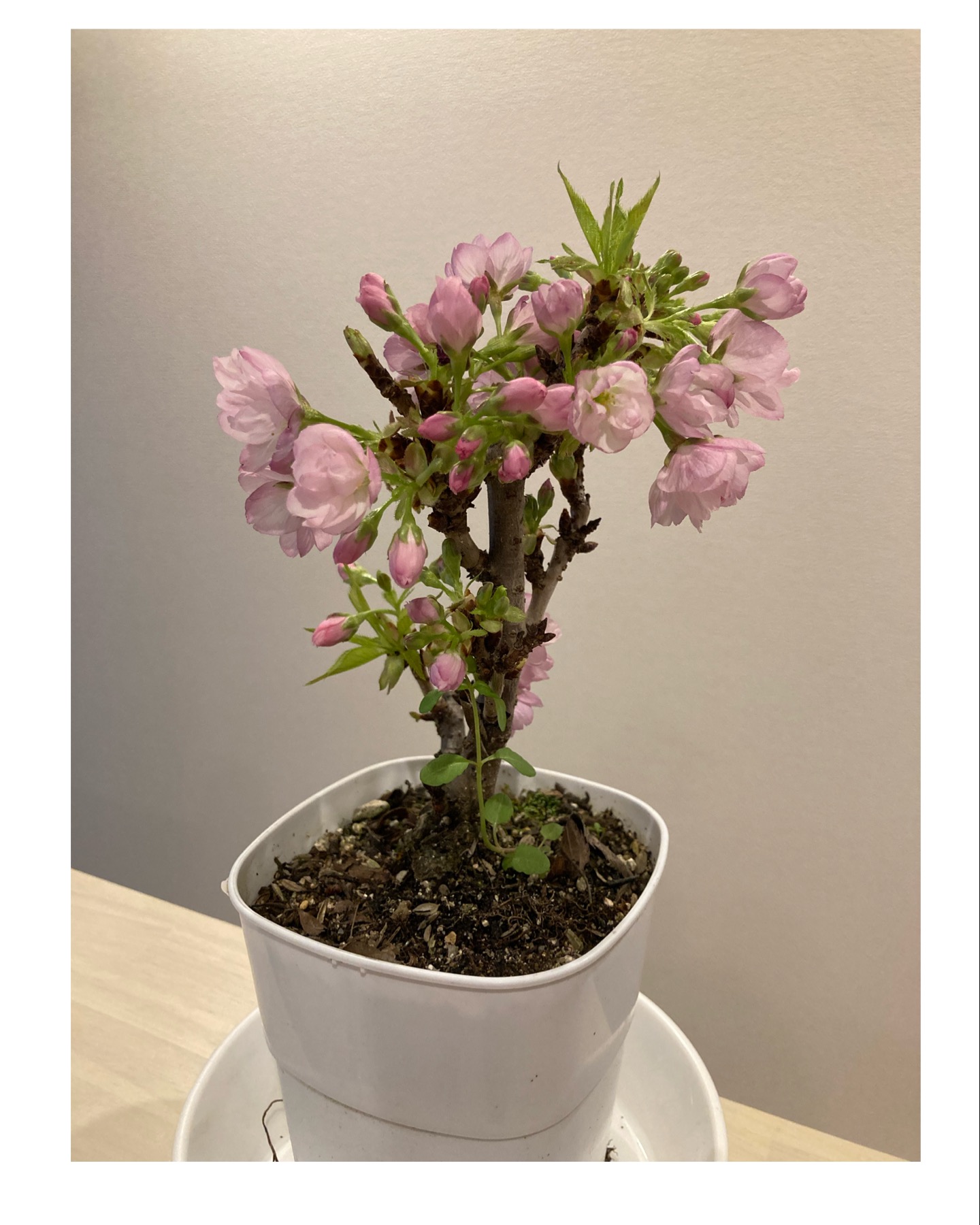 【自宅にてお花見】 - 新妻さえ子（ニイヅマサエコ） ｜ 選挙ドットコム