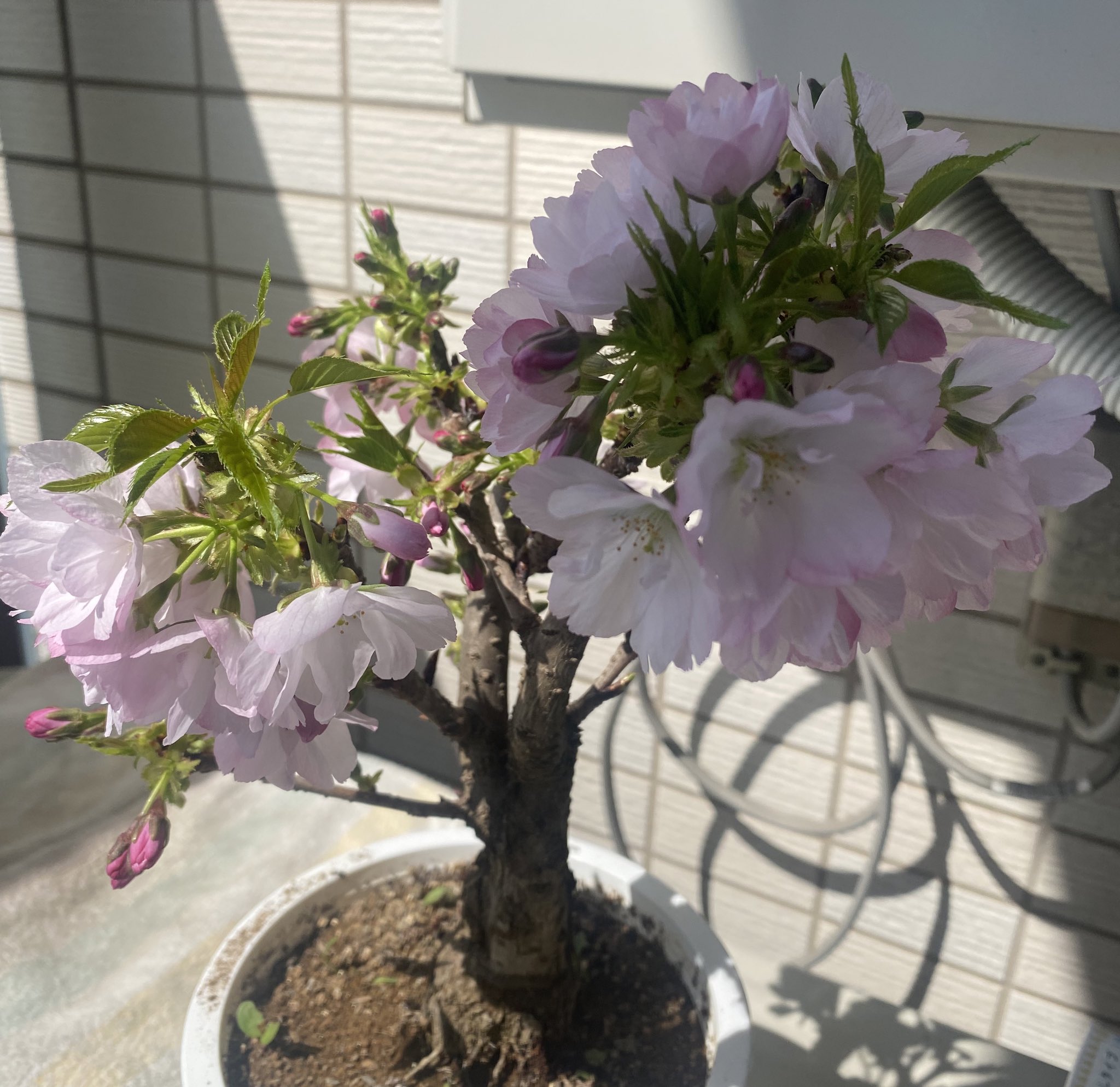 本日のベランダ桜🌸 - ふうさわ純子（フウサワジュンコ） ｜ 選挙ドットコム
