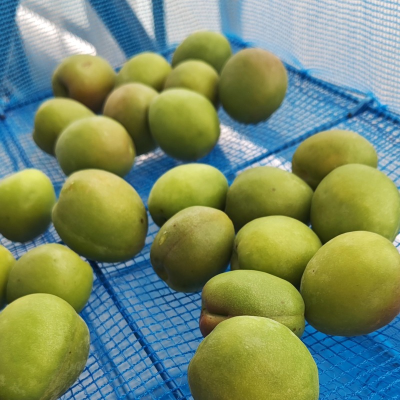 今年は梅が不作なんだとか…金曜日に届いた梅袋を開けると何とも素敵な香りが…梅を洗い、今はお日様... - 五十嵐やす子（イガラシヤスコ ...