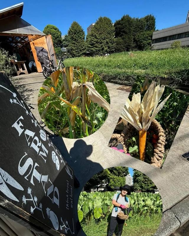 板橋区蓮根にある#the_hasune_farmで夏野菜収穫体験蓮根駅から徒歩10分にある都市... - 林ふたば（ハヤシフタバ） ｜ 選挙ドットコム