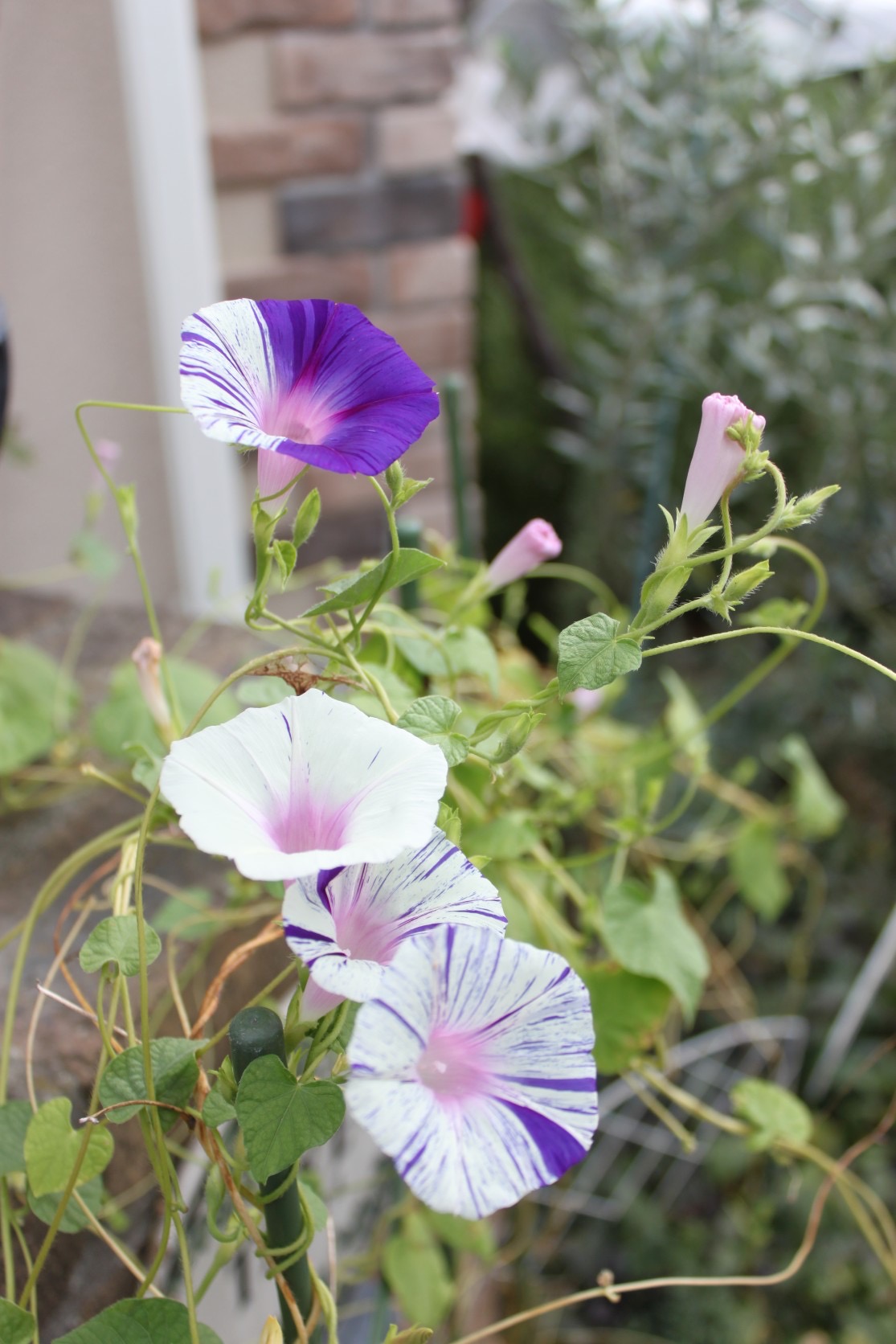 9月27日 午前中は視察の受入れ対応でした。 - 武井正広（タケイマサヒロ） ｜ 選挙ドットコム