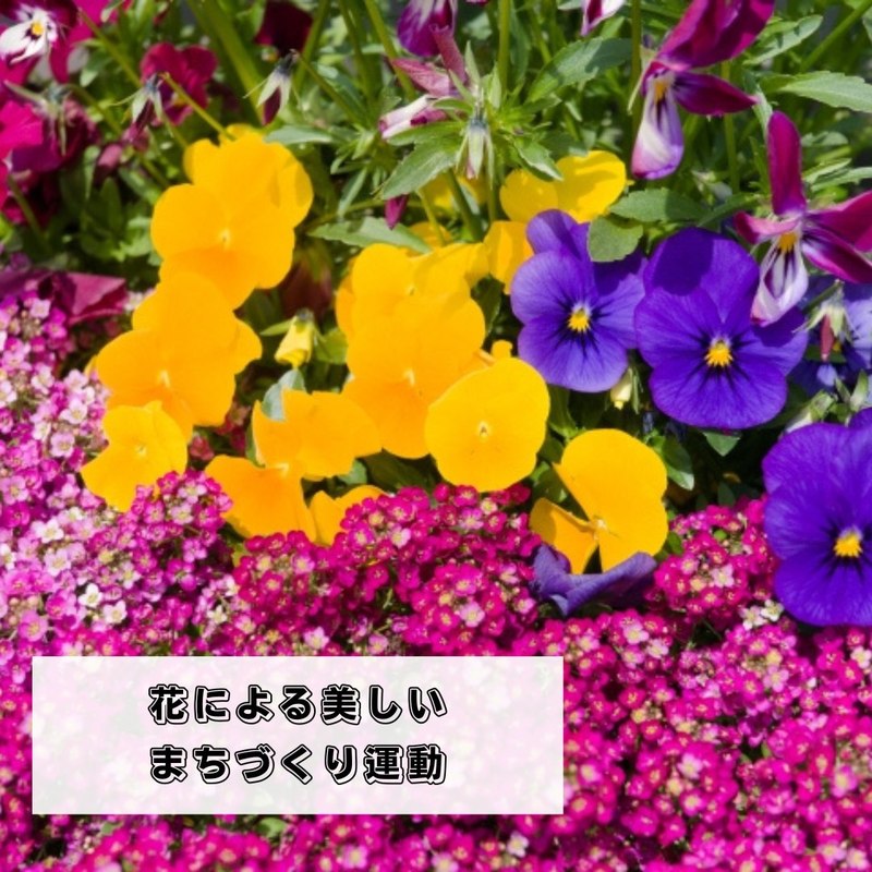 [花による美しいまちづくり運動に参加しよう！！]本市は、市民、団体、企業、行政が連携し、道路や... - やすなが浩之（ヤスナガヒロユキ ...