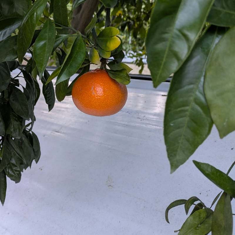 三豊市でも小原紅早生はたくさん作られています - 青井かずき（アオイカズキ） ｜ 選挙ドットコム